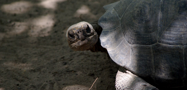 Galapagos Isabela Island Package - Mynatour